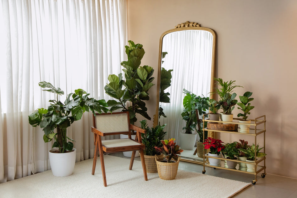 Popular – Nurturing Green