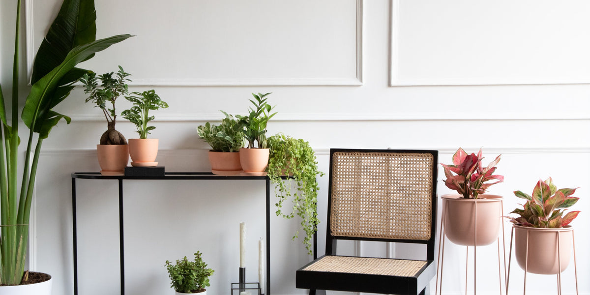 Rare & Exotic – Nurturing Green