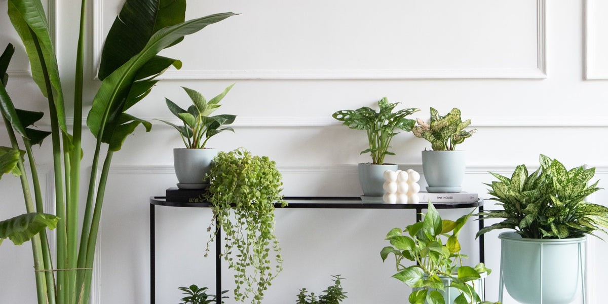 Ideal For – Nurturing Green