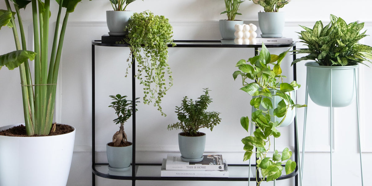 Climbing – Nurturing Green