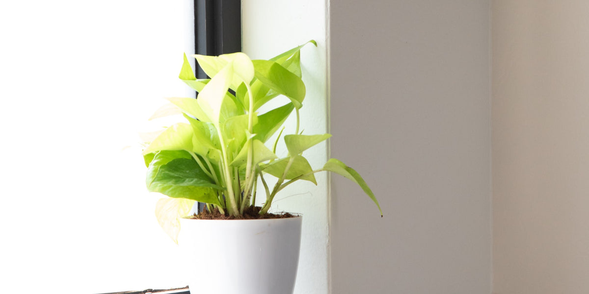 Bathroom – Nurturing Green