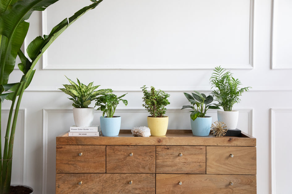 Features – Nurturing Green