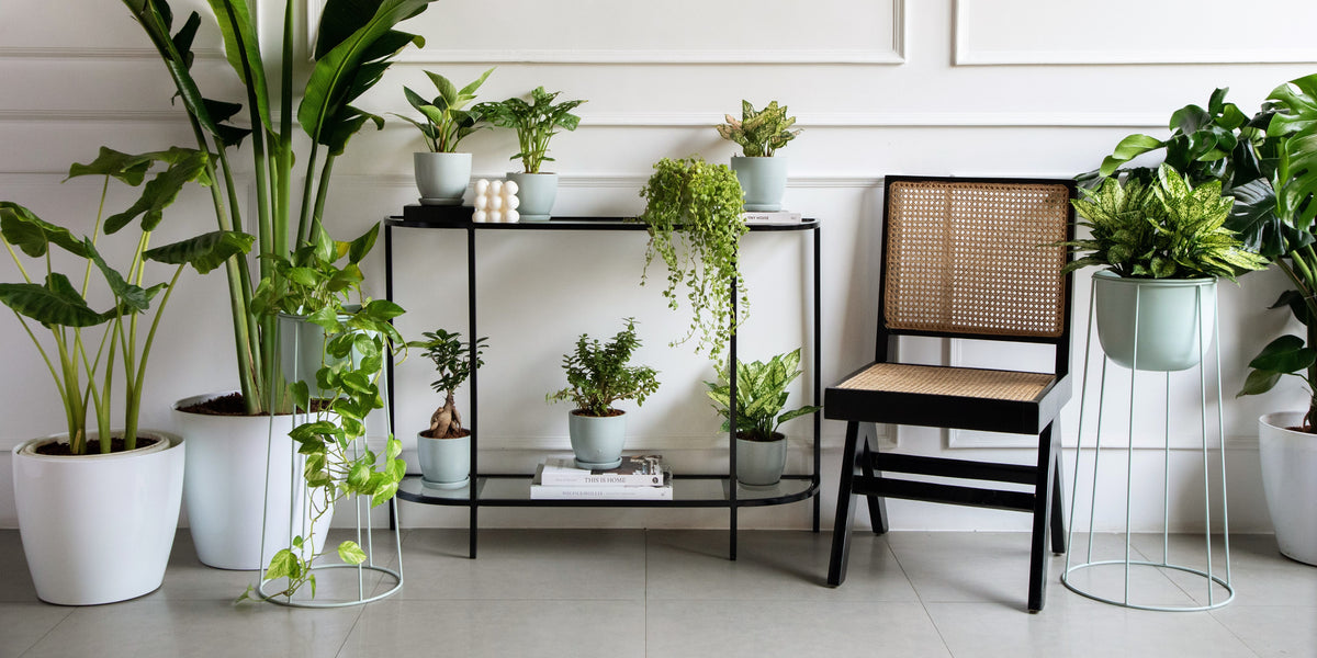 Popular – Nurturing Green