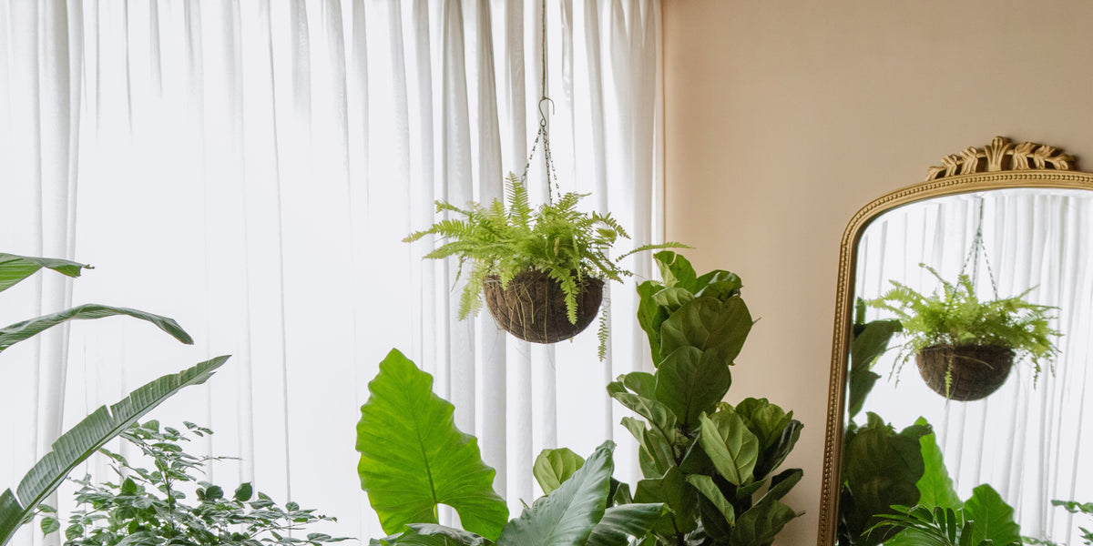 Hanging – Nurturing Green