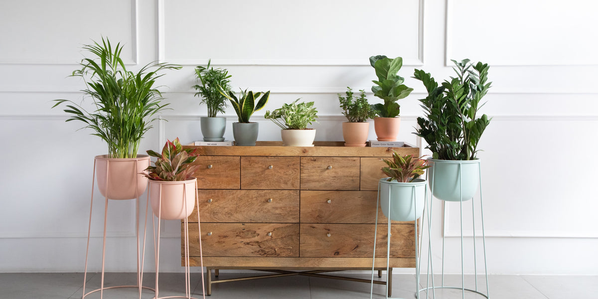 Bestsellers – Nurturing Green