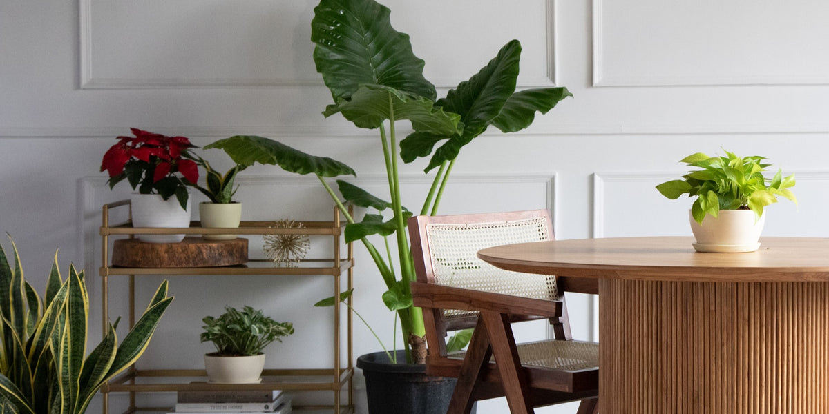 Office – Nurturing Green