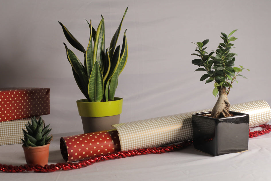 Birthday Gifts Buy Birthday Plant Gifts Online at Lowest Prices ...