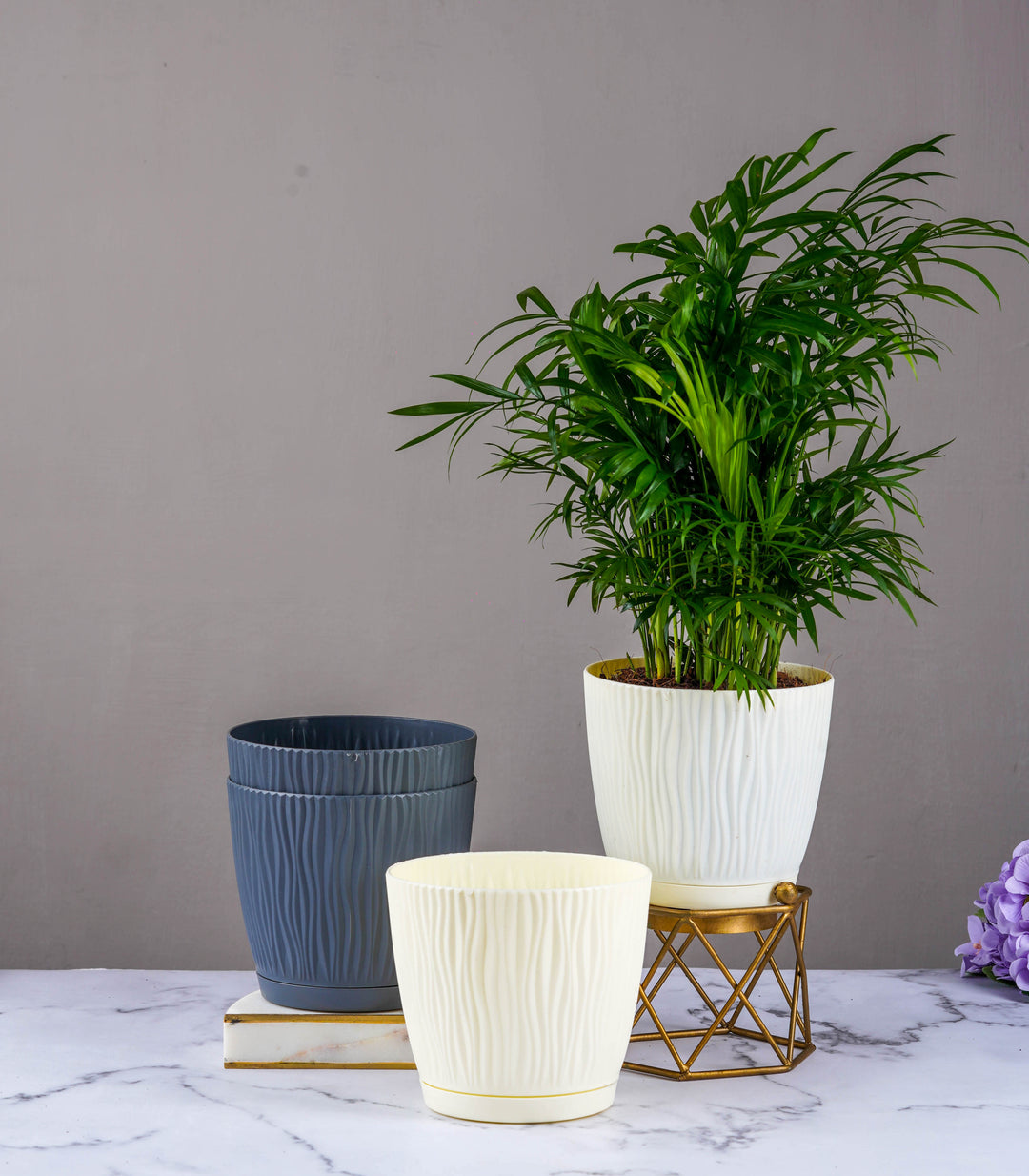 Buy Plants Online in India Online Plant Nursery Nurturing Green